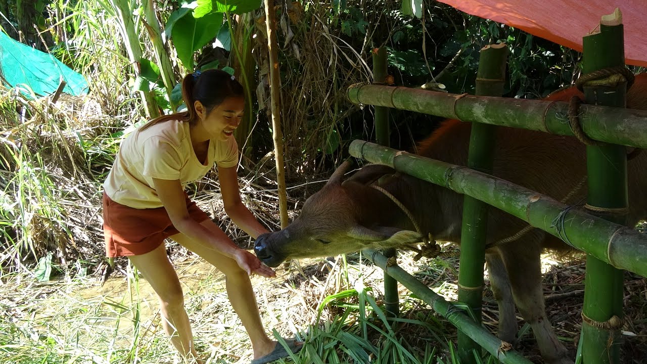 How to make a buffalo barn to keep warm in the winter, garden | Waiting ...