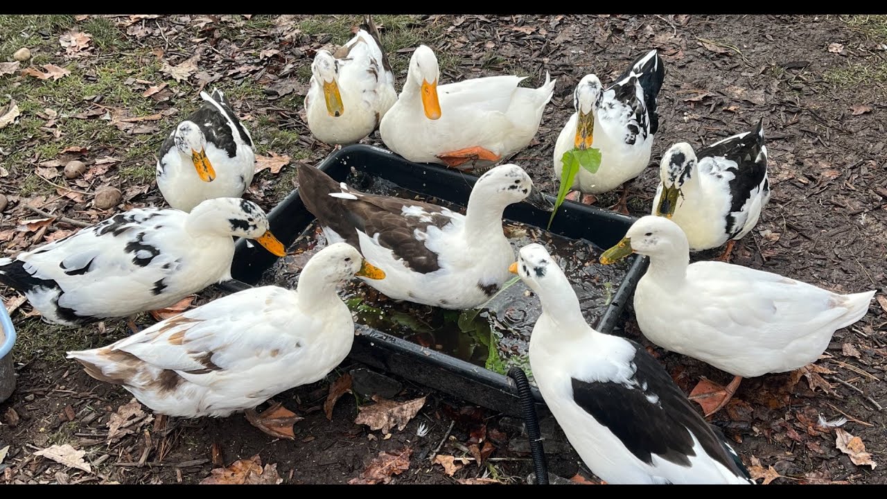 Ancona Ducks - YouTube