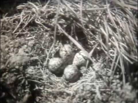 Гнездование выводковых птиц