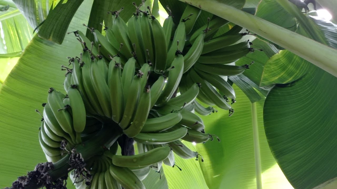produção de bananas pacovan.#nordeste - YouTube