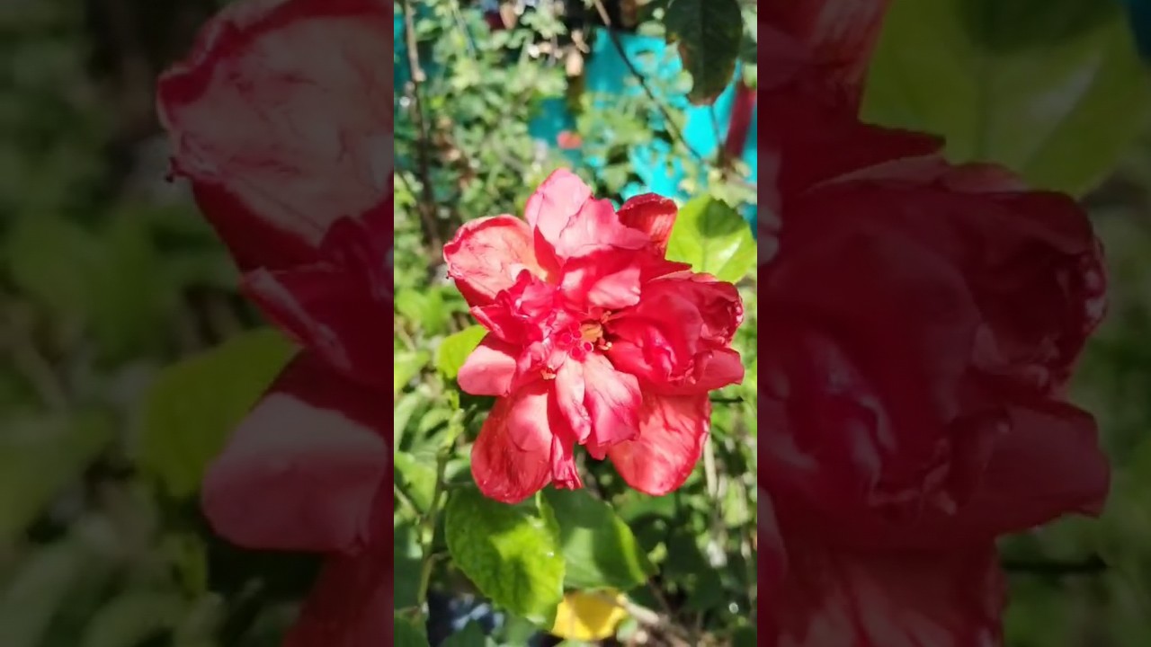 # veetu thottam #happy #gardening # rose hibiscus - YouTube