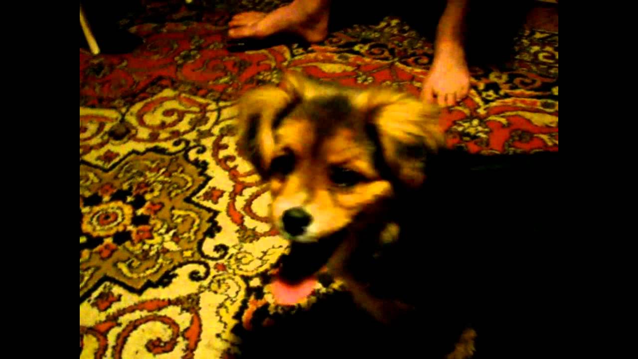 un catelus dragut... - YouTube