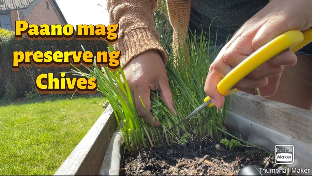 Preserving Chives / Paano mag preserve ng Chives / Buhay sa Germany ...