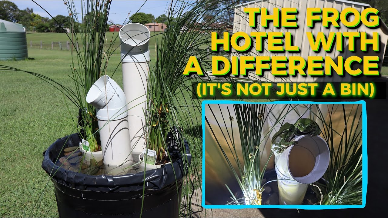 This FROG HOTEL has a SECRET. - YouTube