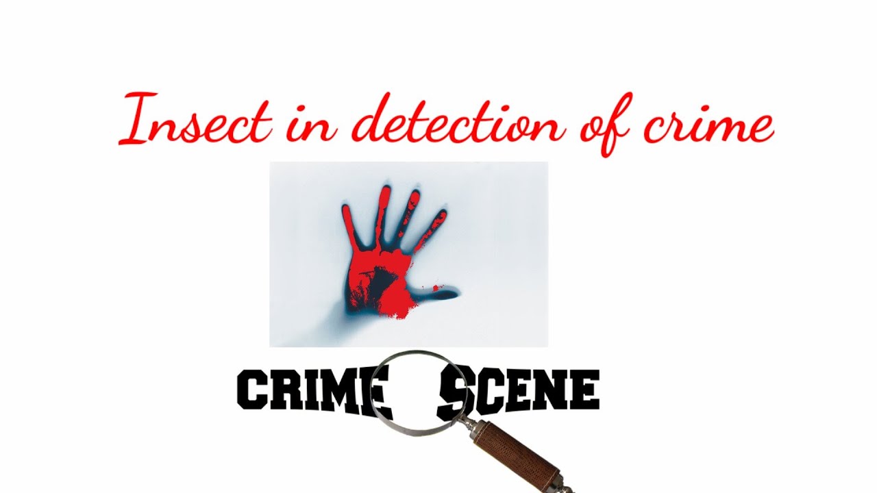 Insect in Crime Detection - YouTube