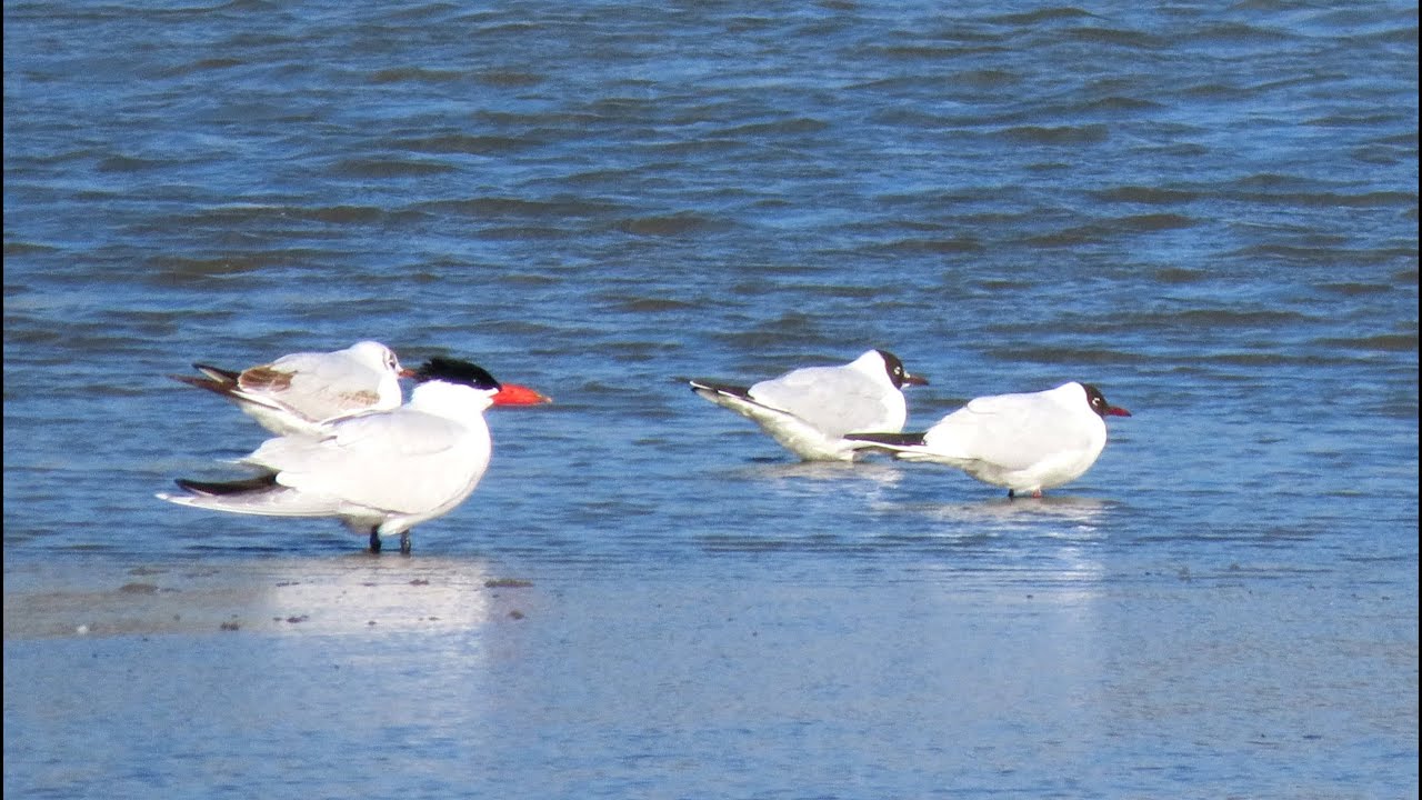 Rybák velkozobý, Hydroprogae caspia, Caspian Tern, Raubseeschwalbe ...