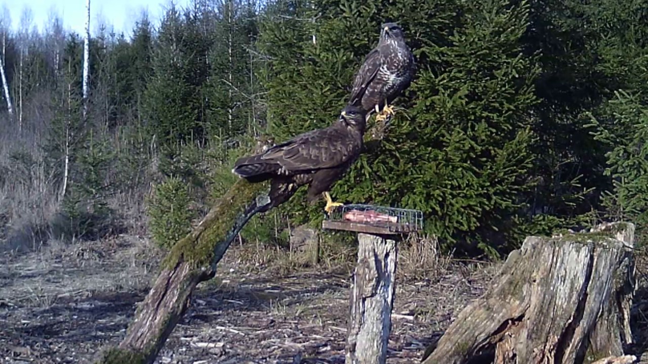 Paprastasis suopis (Buteo buteo) - YouTube