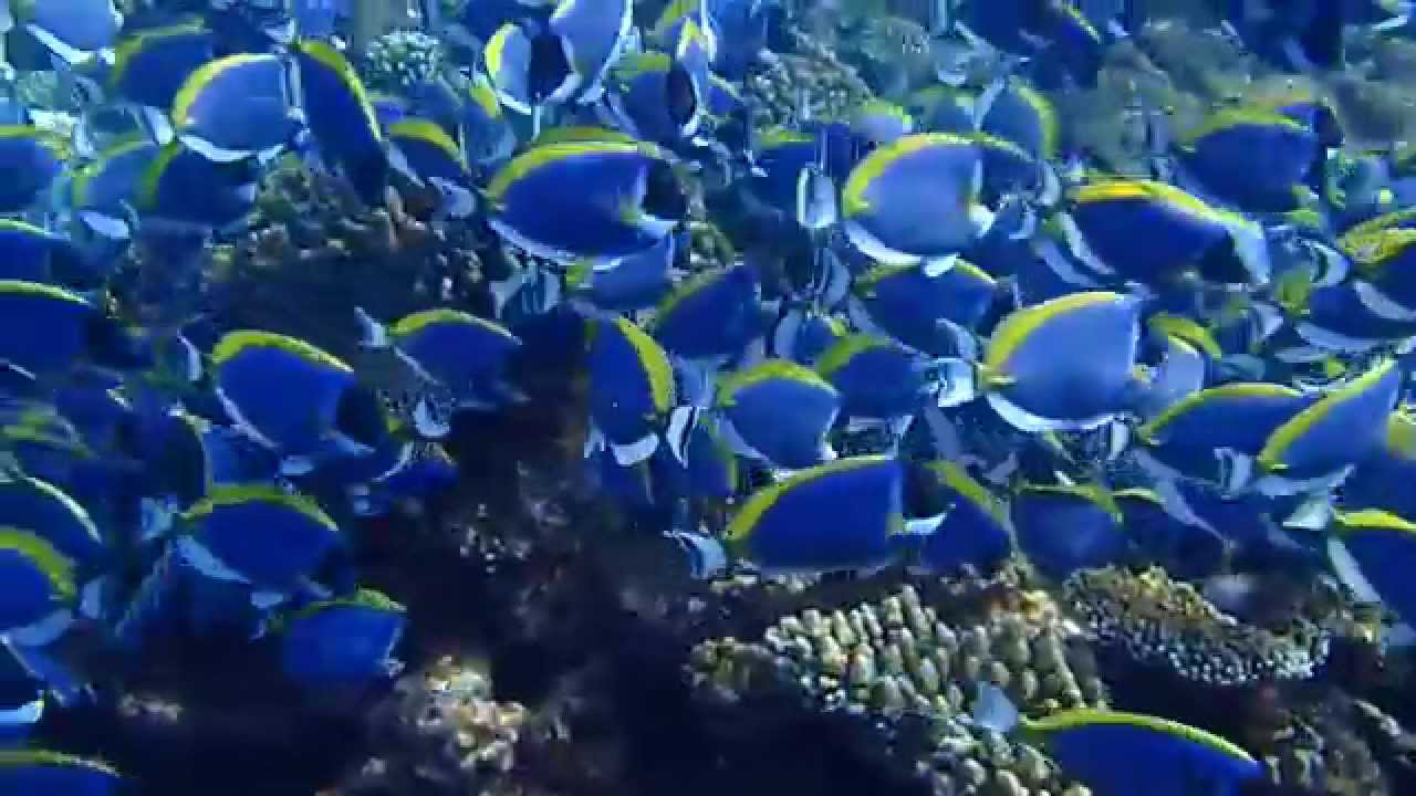 30 July 2015 School of Powder blue surgeonfish @ Sunlight thila ...