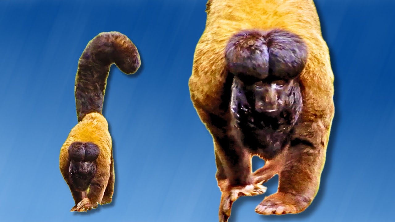 MACACO COM BARBA, CABELO E RABO ENGRAÇADOS! VEJA O MACACO CUXIU MARROM ...