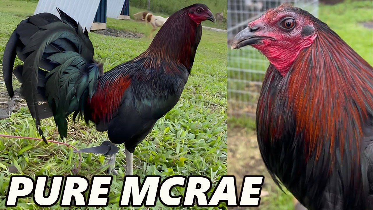 Pure McRae Bulik Dom Fuerte Farm in Hawaii Beautiful Birds - YouTube