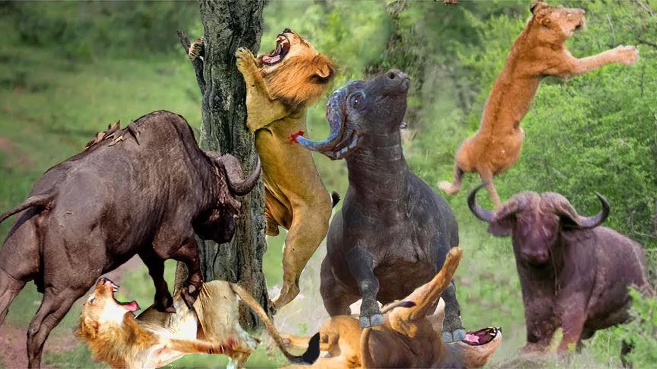 Angry buffalo herd charged at lion, buffalo vs lion - YouTube