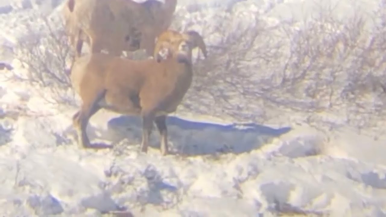 Bighorn Sheep Hunting Alberta 2019 (attempt) - YouTube