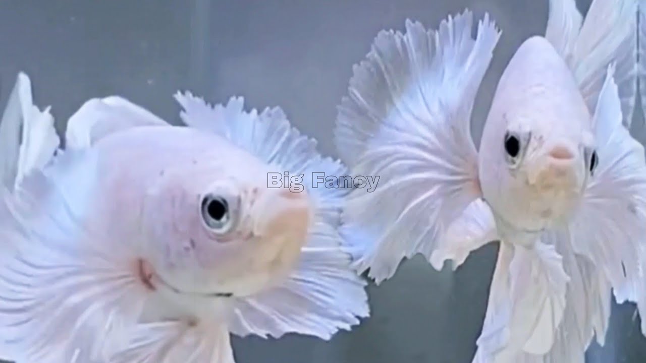 Beautiful white betta fish tank. Fighter Fish (Milky White) - YouTube