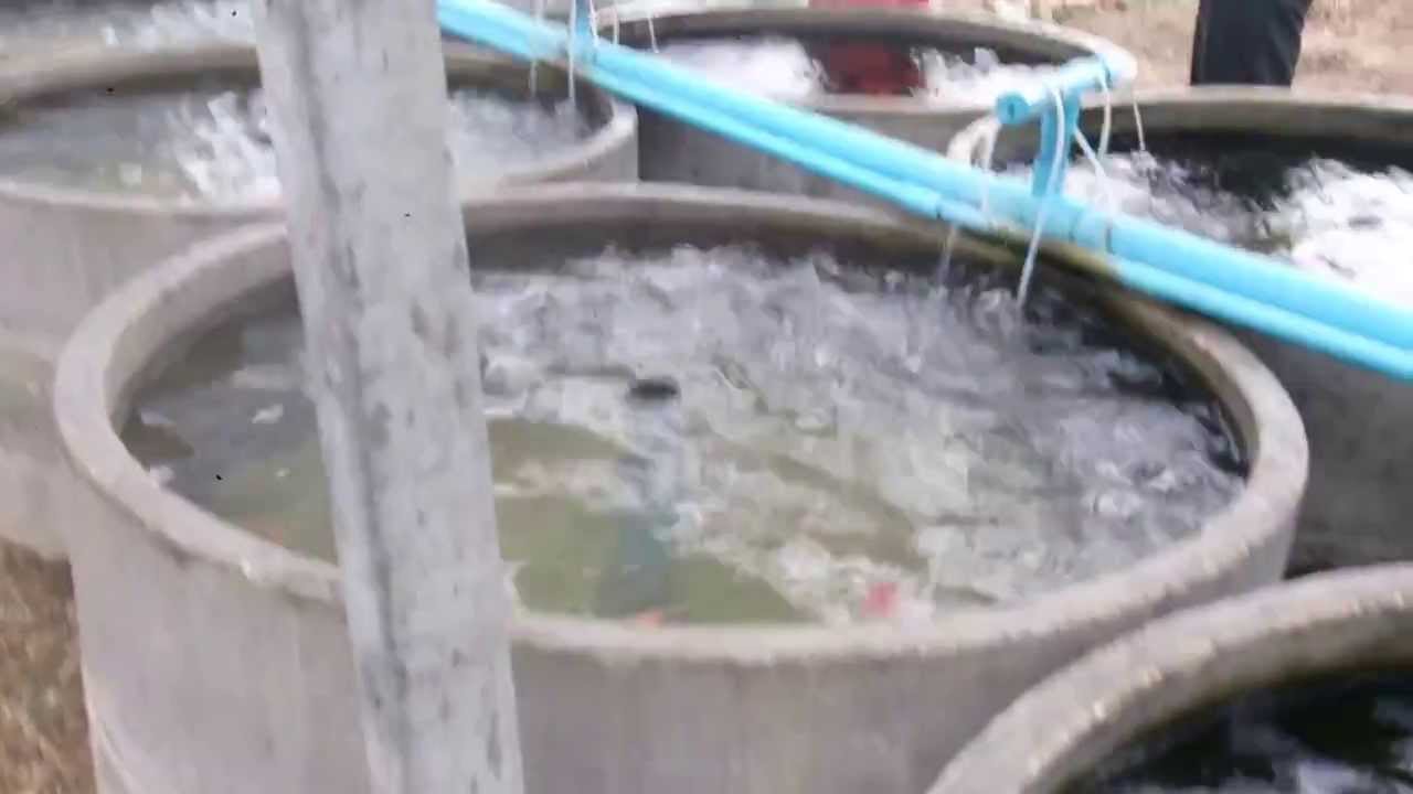 Gold Fish Farm Bangkok - YouTube