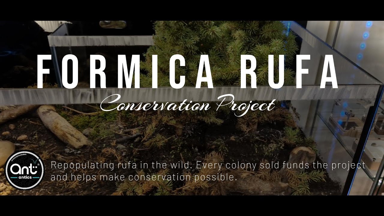 our Formica rufa conservation and restoration project - YouTube