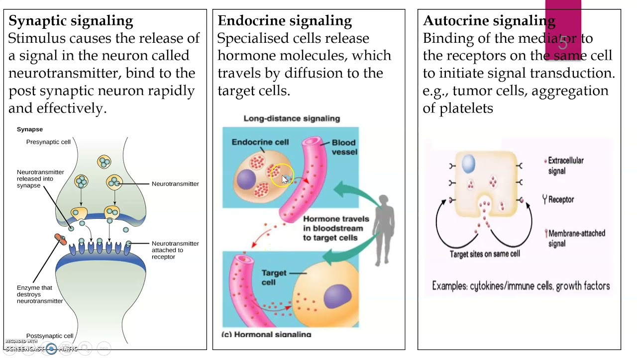 Intercellular and Intracellular signalling pathway part-1 - YouTube