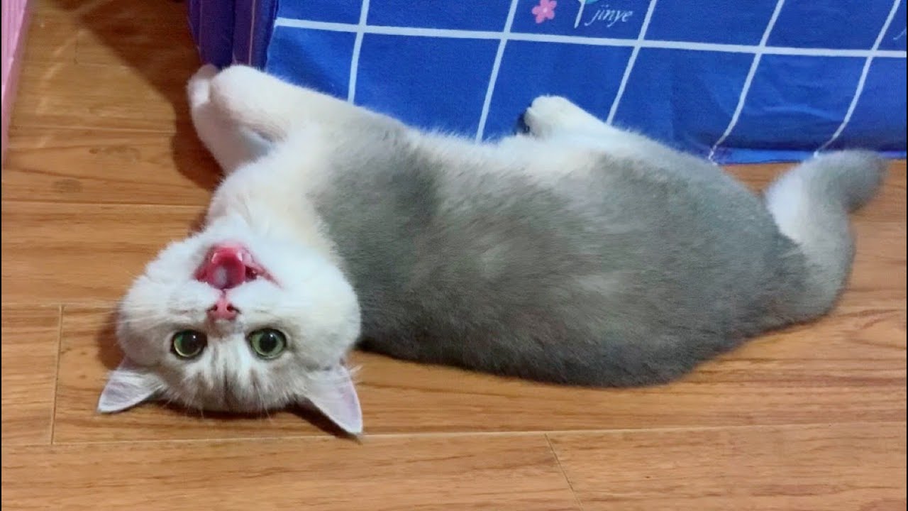 A hyperactive Leo cat vs toy dolphin 🤪 Oh my God too cute and funny - YouTube