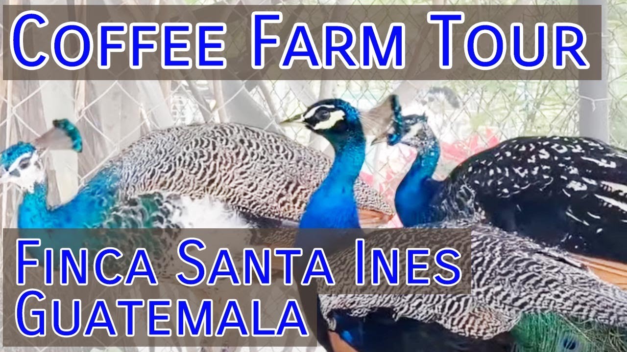 Finca Santa Ines Coffee Farm Tour - Guatemala - YouTube