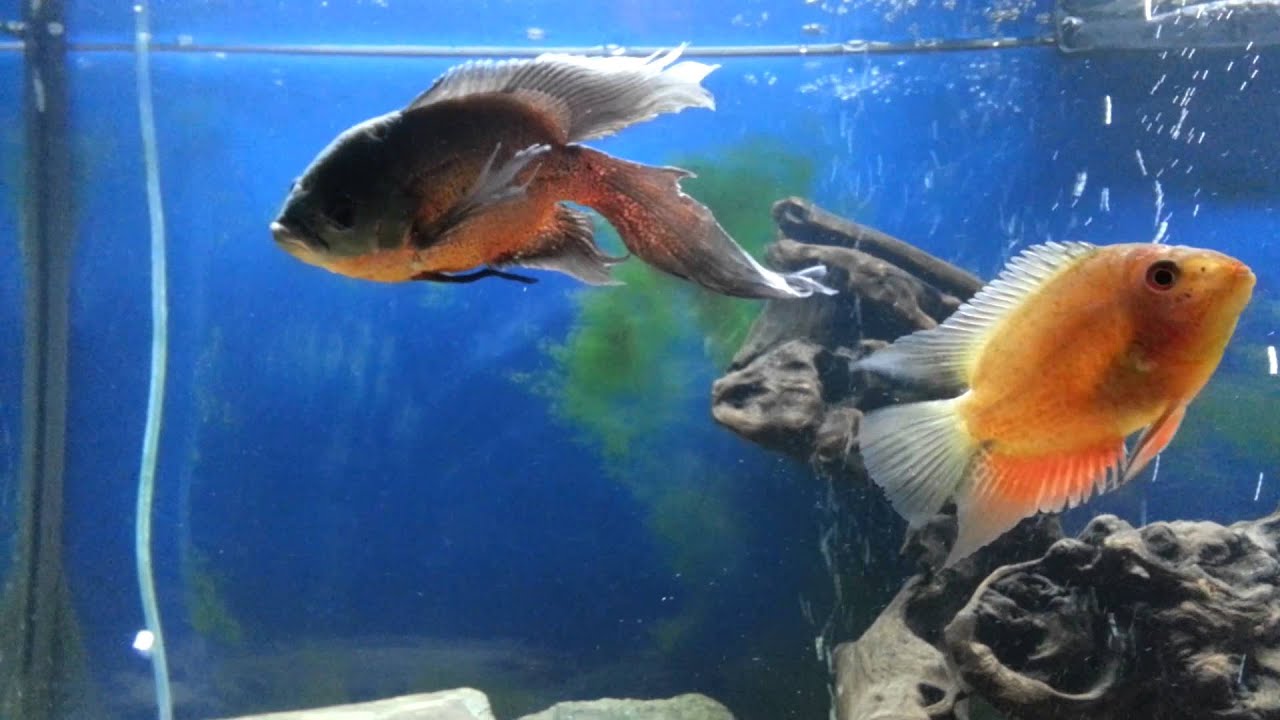 Fancy Tail Oscars - YouTube