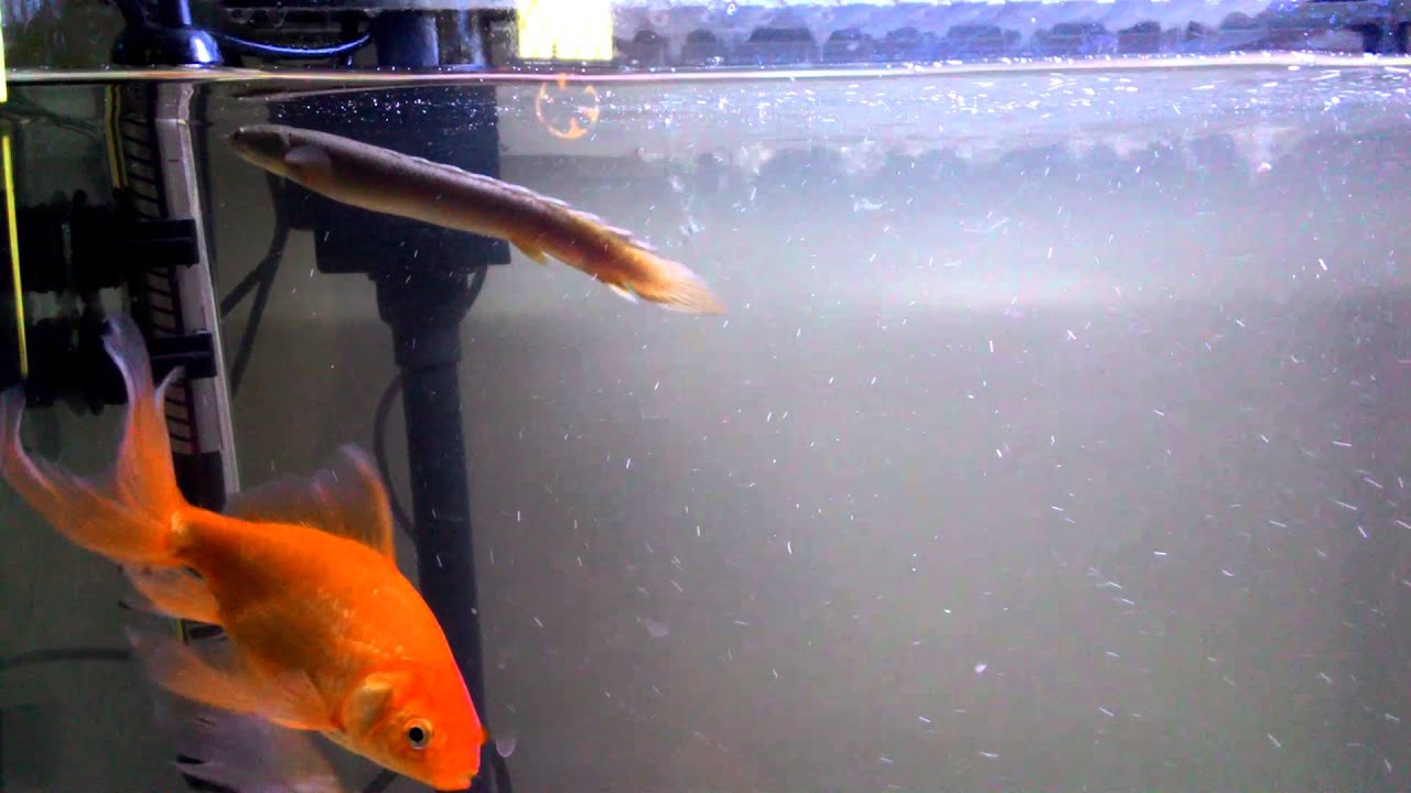Senegal bichir small with a gold fish - YouTube