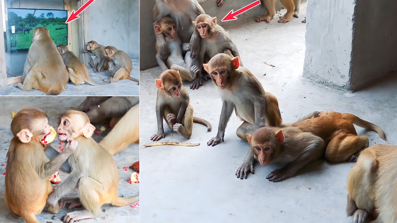 वानर सेना की एक और मज़ेदार पार्टी | Monkeys Very Very Funny Anar Party ...