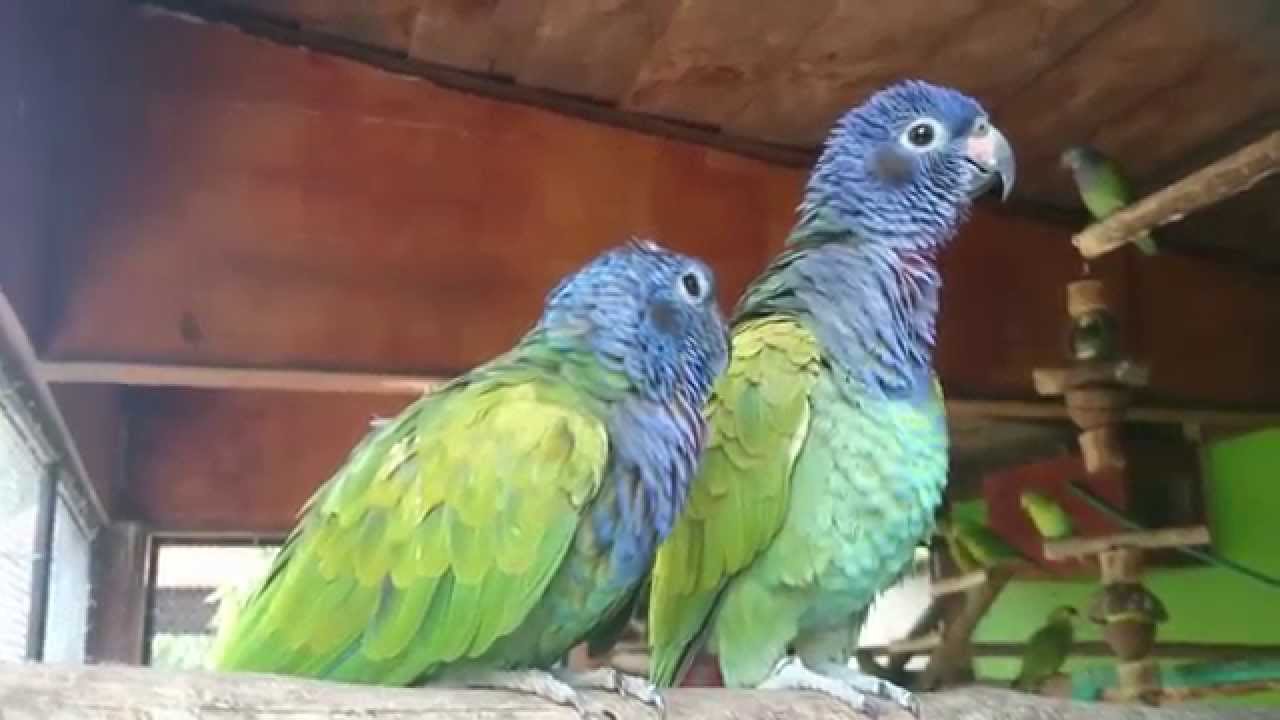 Blue Headed Parrot at Safarick's Zoo Panama - YouTube