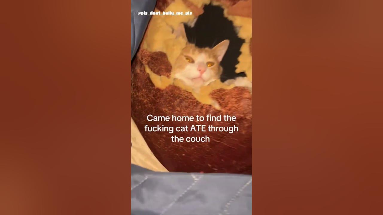 Orange Cats Being Funny🐈 | Funny Cat Compilations #shorts #cats #catsoftiktok - YouTube