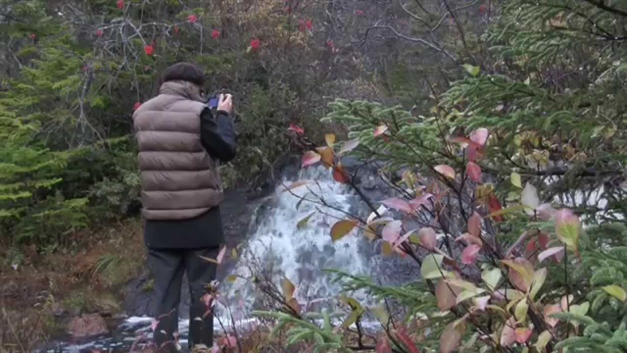A Virtual Walk of the Boreal Poetry Garden - an Introduction - YouTube