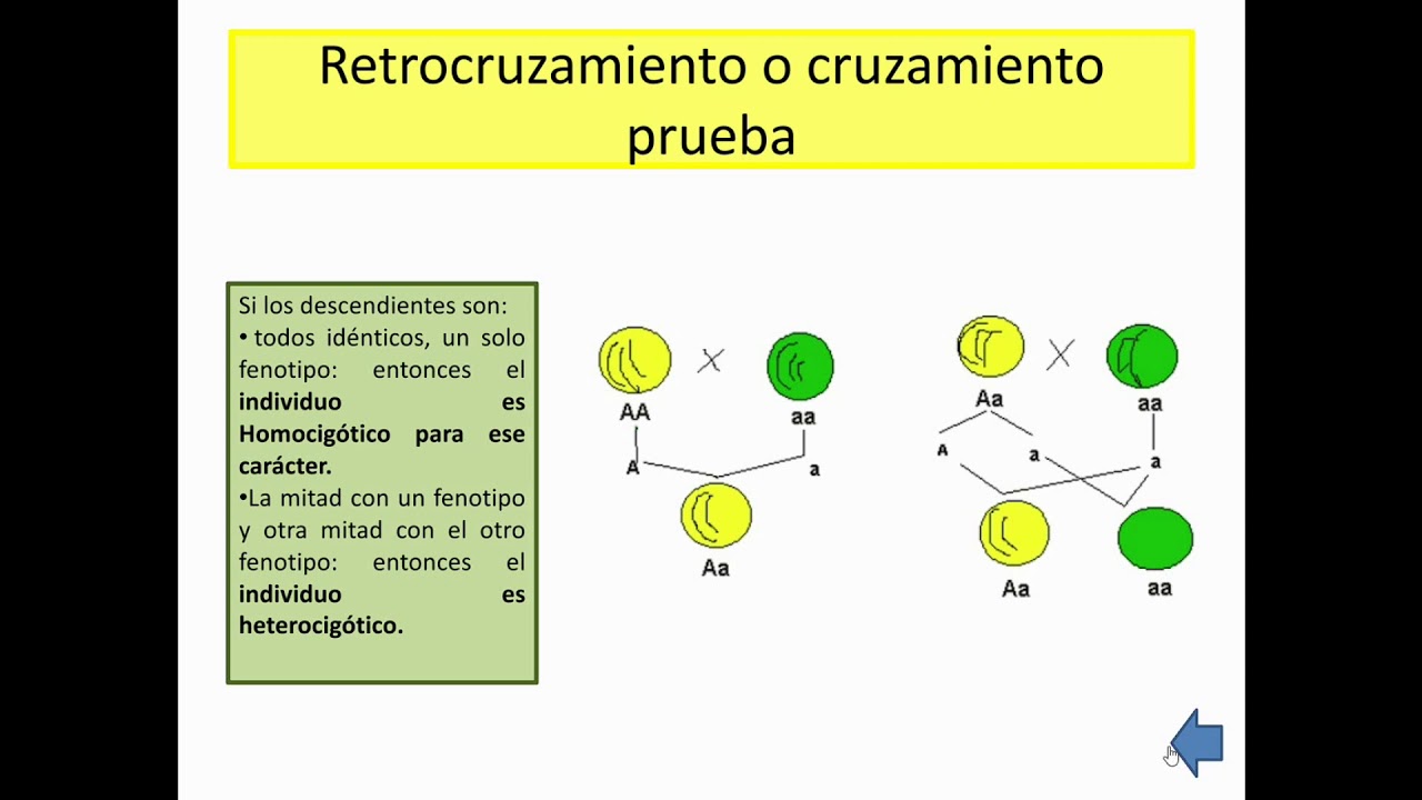 Cruzamiento prueba. Leyes de Mendel - YouTube