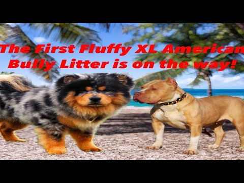 American Bully XL Fluffy’s - YouTube