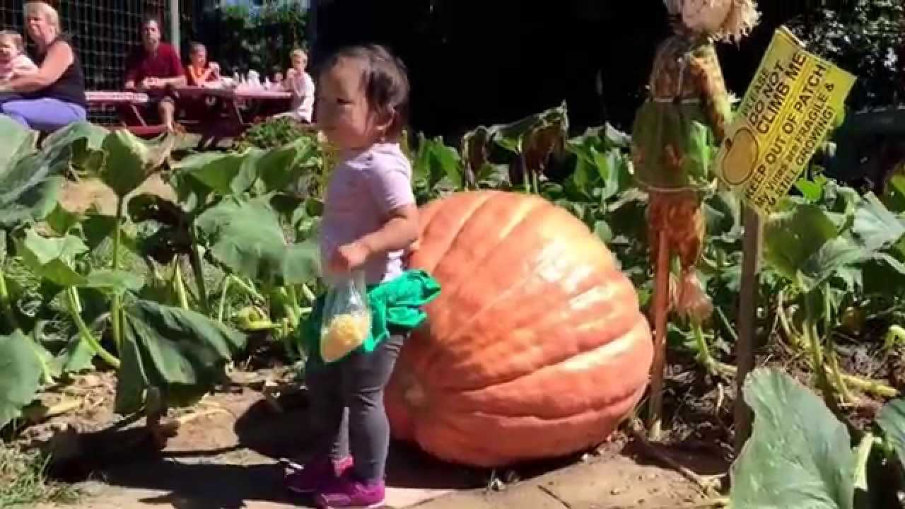 이애린 collection. Carlson Farm 고수원 배와복숭아 따기. 9/20/2015 - YouTube