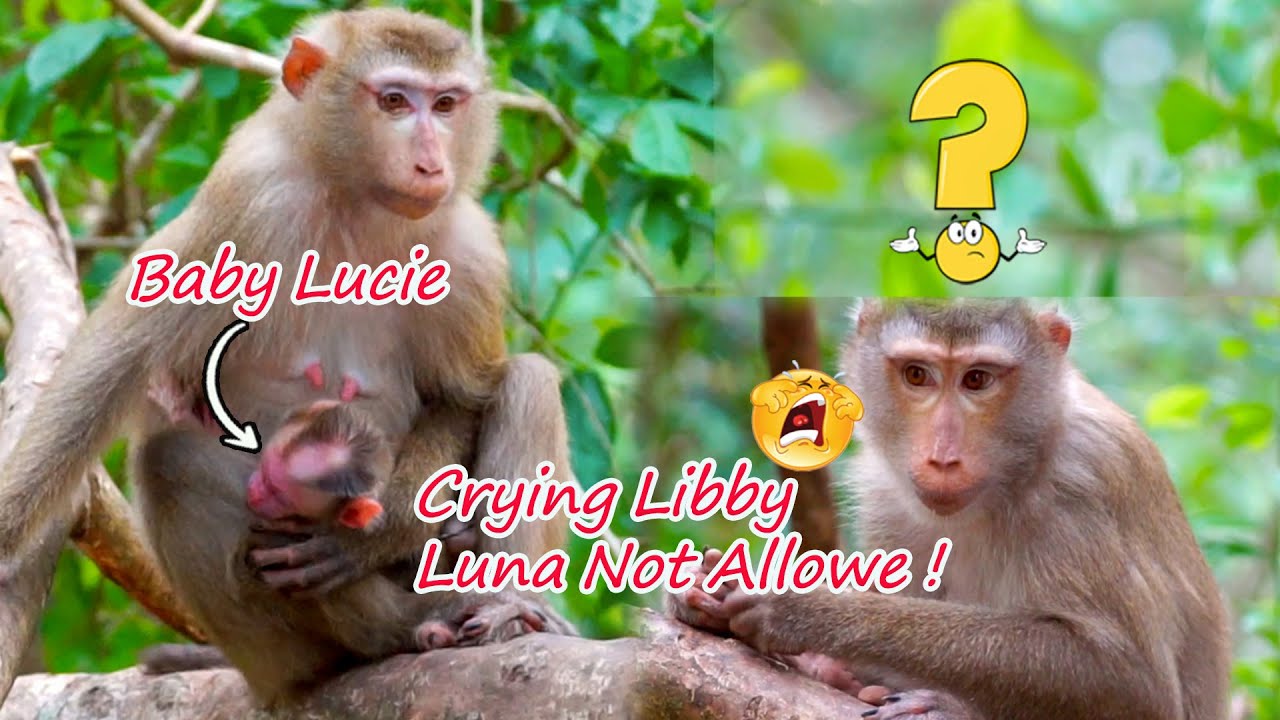 Congratulation Luna Monkey Successful Gave Birth To Her Baby Name Lucie ...