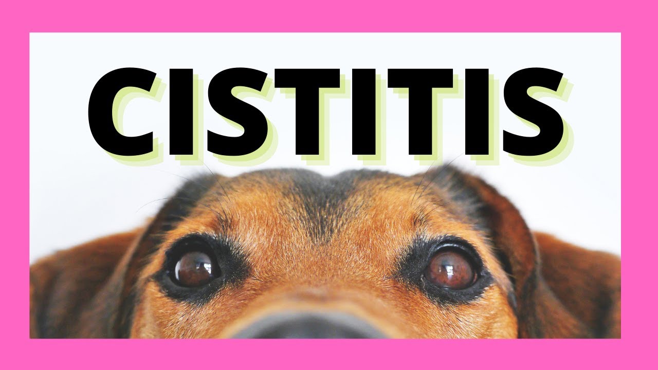 Como Saber Si Mi Perro Tiene Infeccion De Vejiga