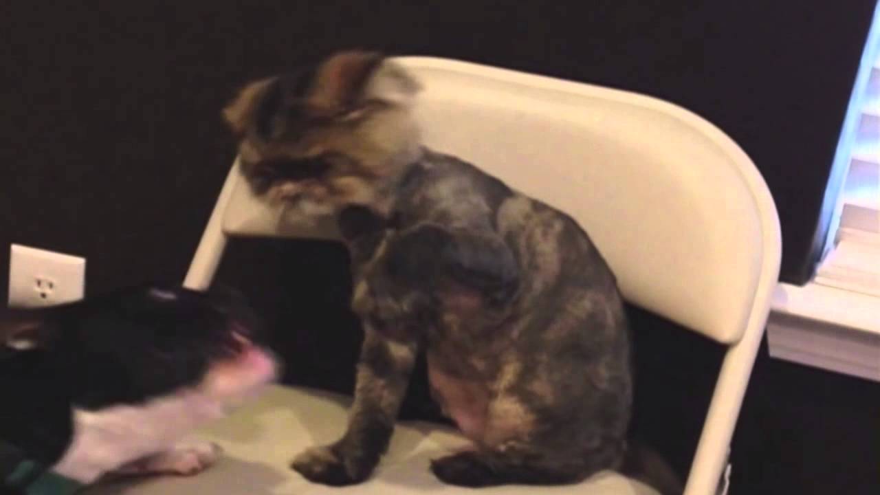 AFV Animals Best of March! - YouTube