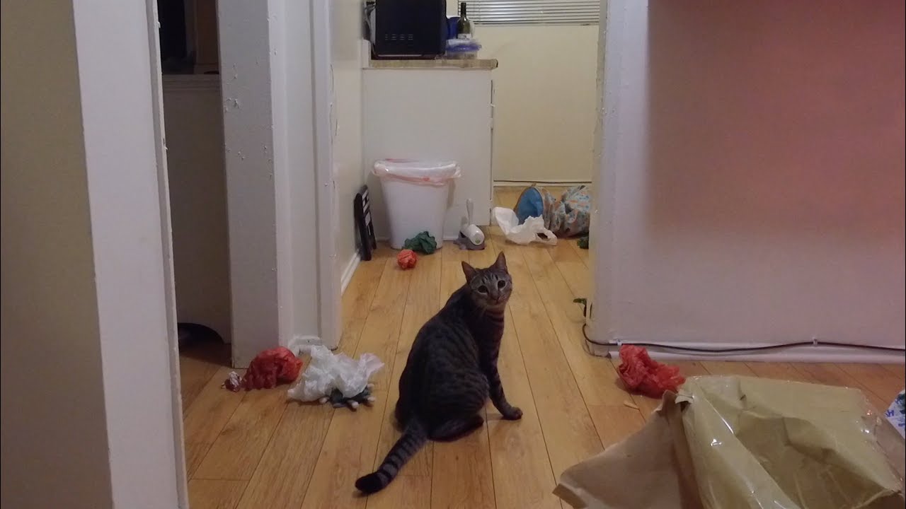 Cat Chases Wrapping Paper - YouTube