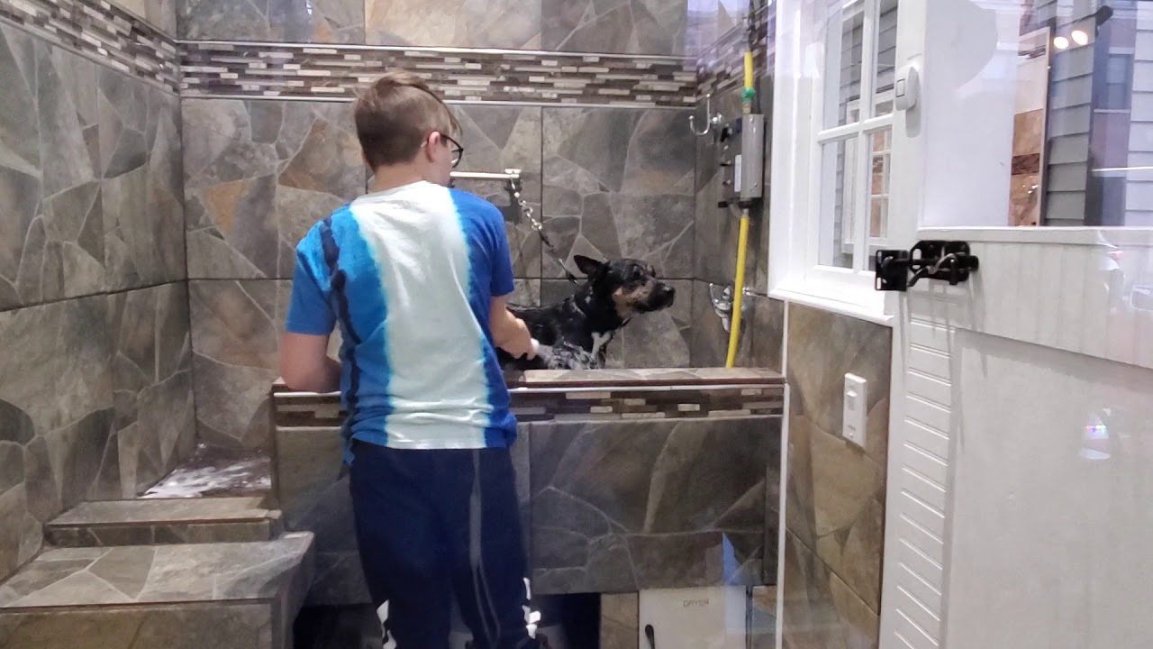 Boy washing his dog @ Fresh Pals Pet Spa and Self Wash - YouTube