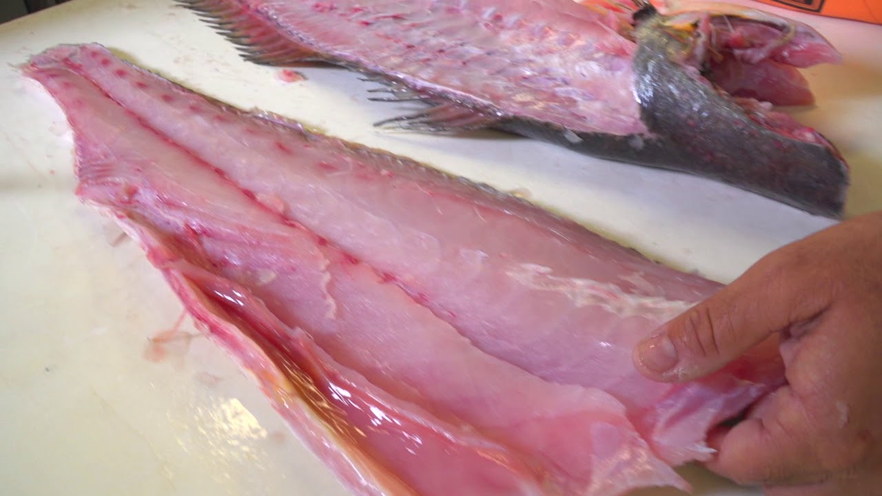 How to Filet a Silver Corvina at Cod & Caper Seafood!!! - YouTube