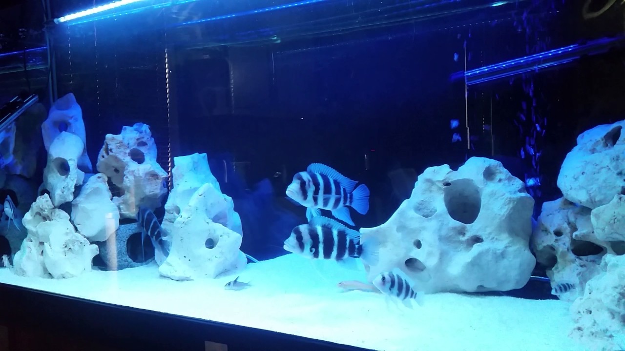 Frontosa Cichlid Fry update and the colony - YouTube
