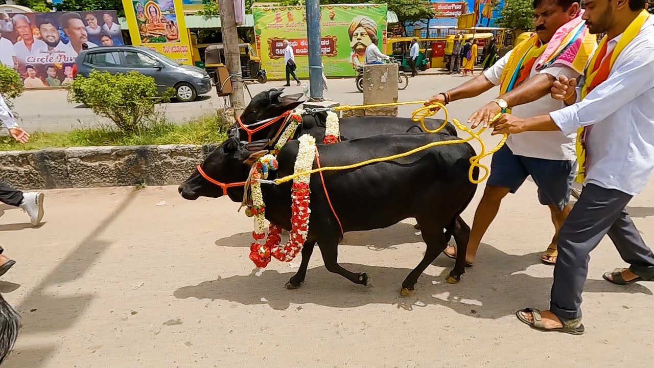 Beautiful cow and bull pair of Punganuru breed - YouTube
