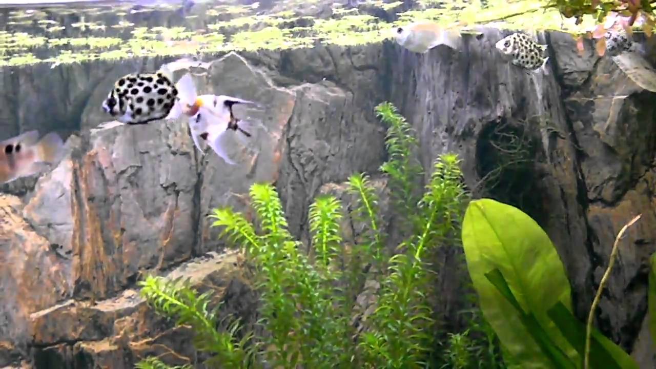 Grüner Argusfisch Gemeiner Argusfisch Scatophagus argus Aquarium.MOV ...