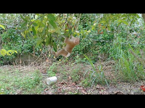 How does Monkey Moon destroy fruit trees? - YouTube