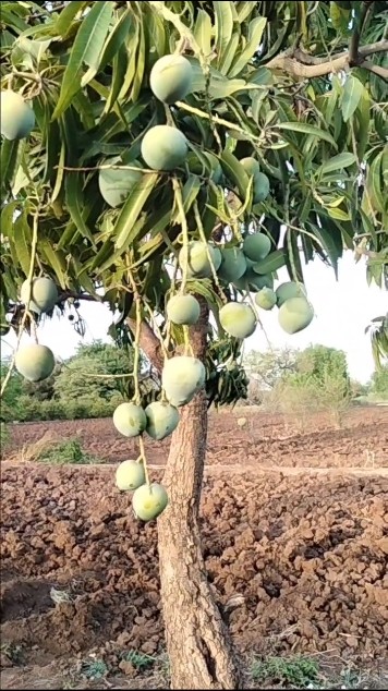 आपल आंबा पीक 🎎#mangolove #eating #harvesting #kokan #ranmeva #aam # ...