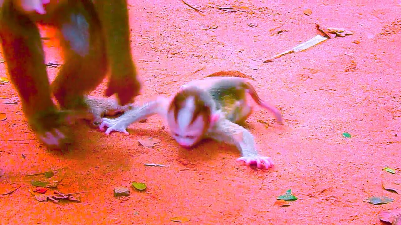 Baby Monkey Whimpers in Hunger, Longing for Comforting Milk - YouTube