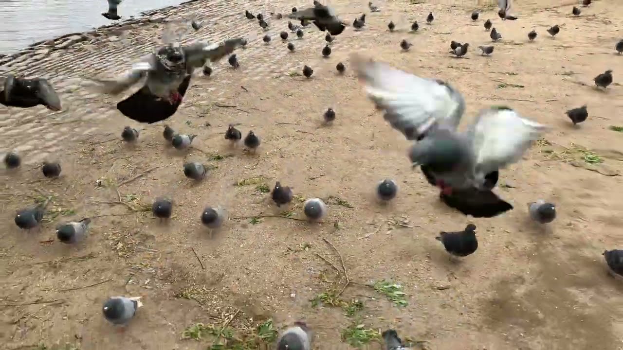 Zombie Pigeons Attack! - YouTube