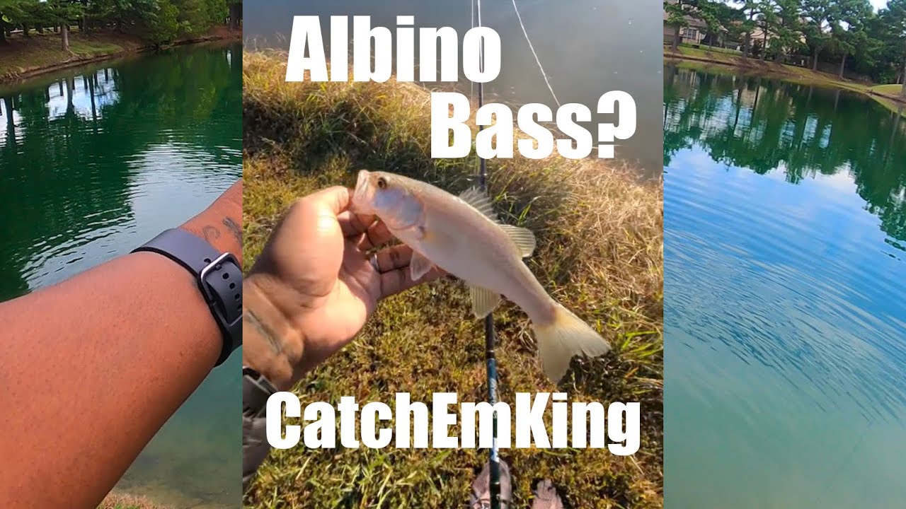 Fishing | Albino Bass #fishing #fish #fyp - YouTube