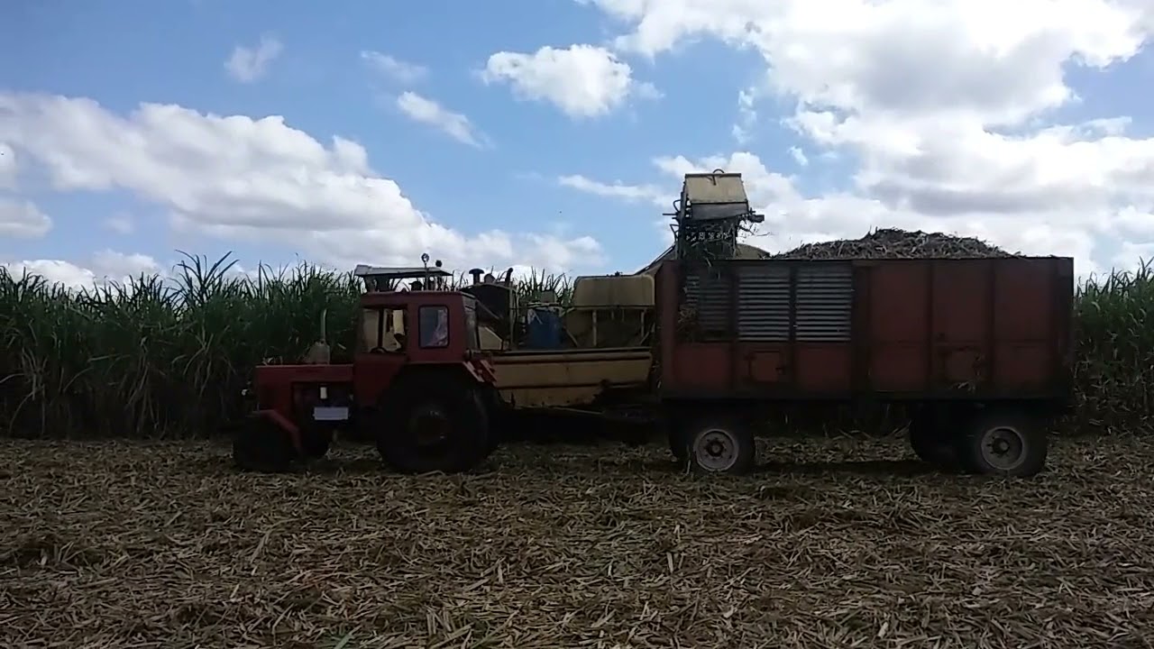 Comenzó zafra azucarera 2021 2022 por la provincia de Cienfuegos - YouTube