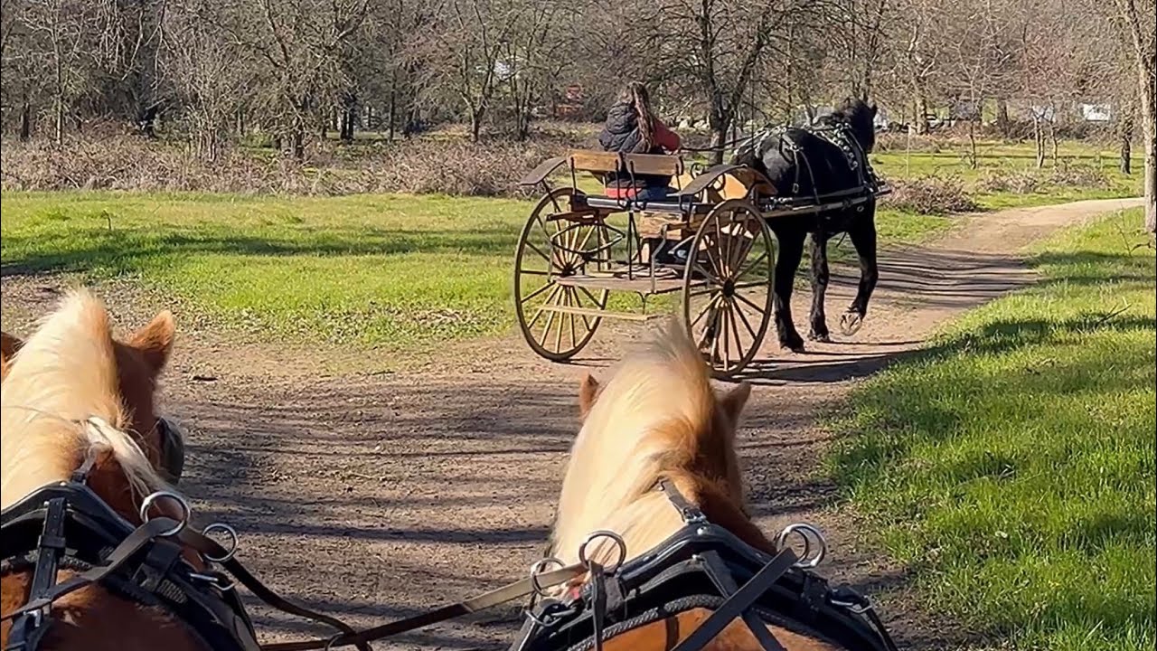 Lex on a Drive at Traylor Ranch with Honey and Sue - YouTube