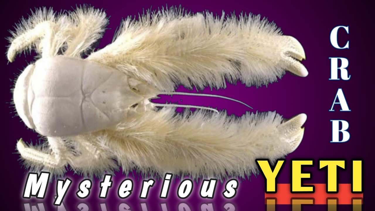 "Discovering the Mysterious Yeti Crab: Unveiling the Secrets of the ...