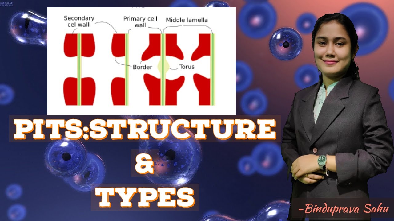 Pits | Structure and function | Types of pits | SNEBS BIOLOGY | snebs ...