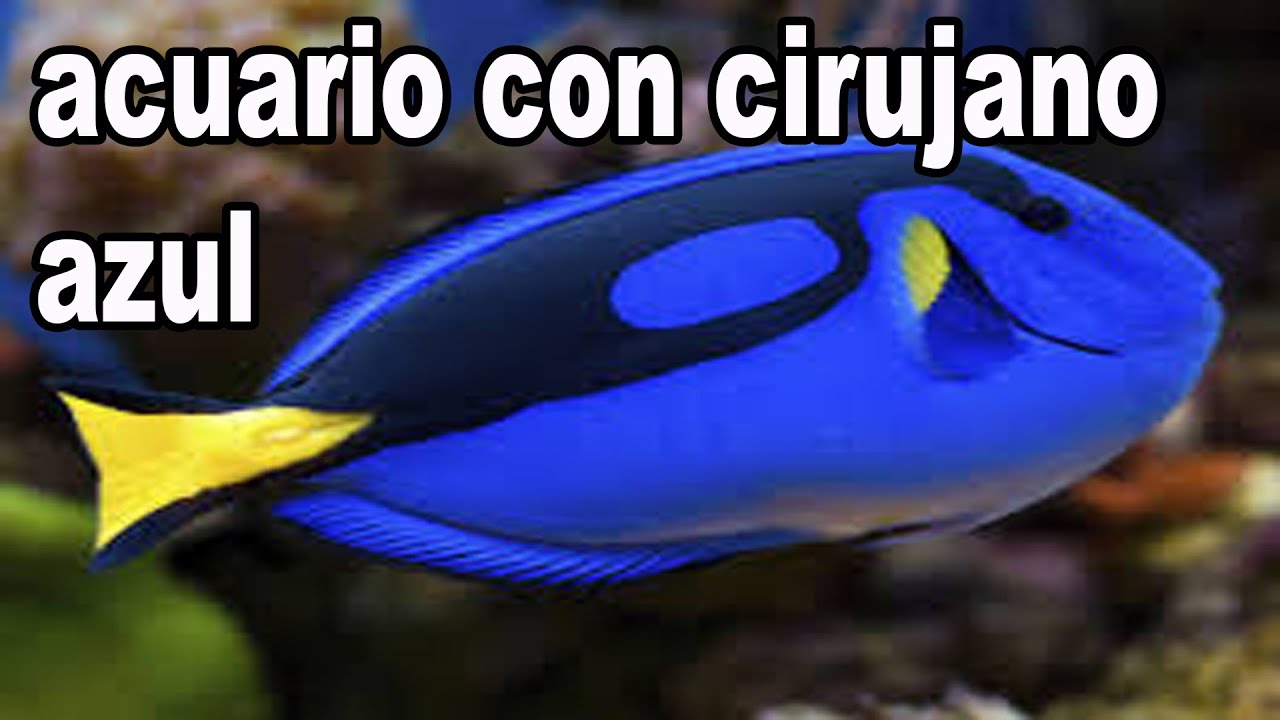 Pez Cirujano Azul - YouTube